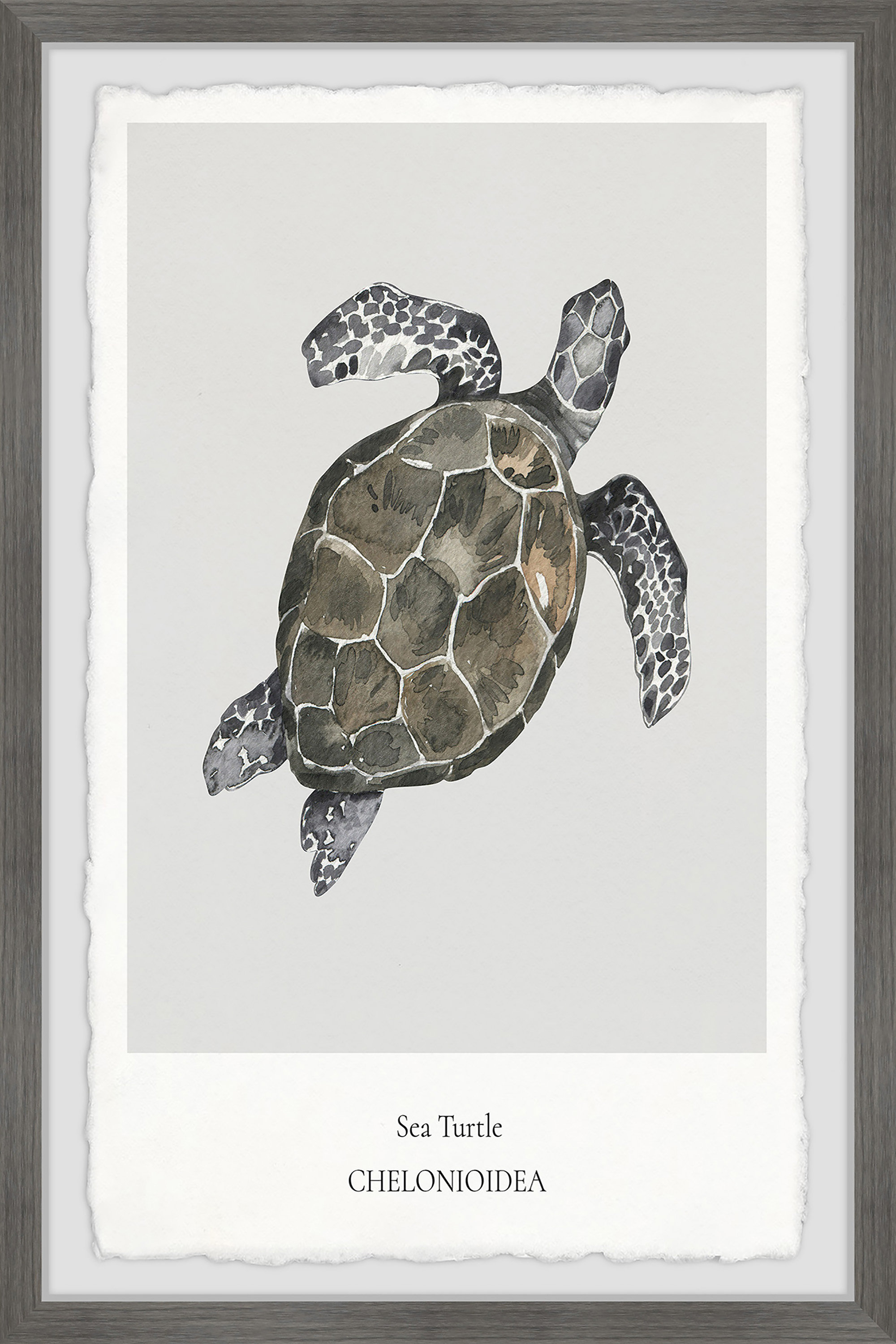 Bay Isle Home™ Aetobatus Narinari Triptych B - 24X36 | Wayfair